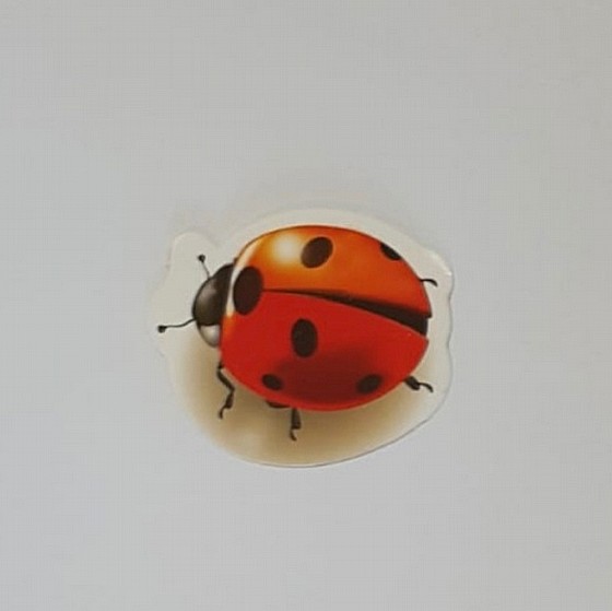 חיתוך 'חיפושית' , 40 יח' | אביב | נושאים בגן | סיטי גן